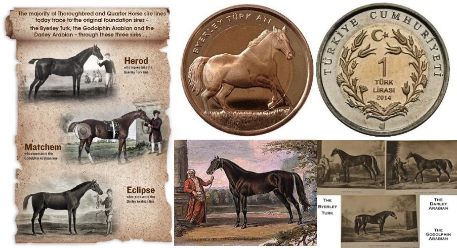 Türk Atı - İngiliz Yarış Atlarının Atası | Blog | Ata Sporları Federasyonu