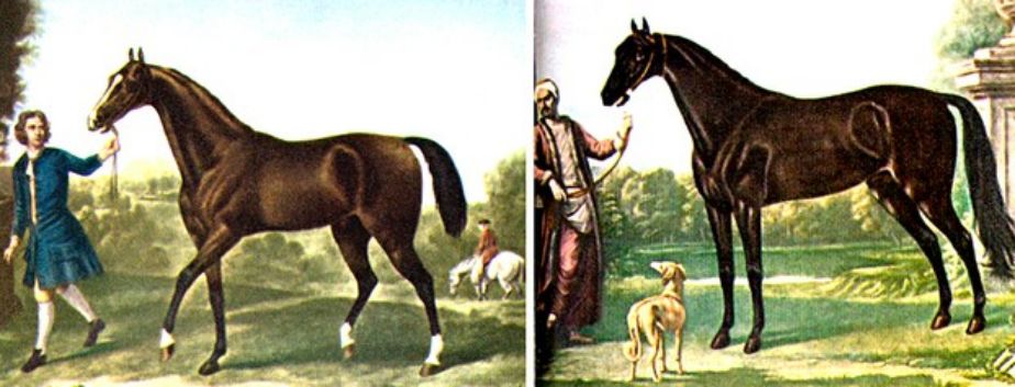 Türk Atı - İngiliz Yarış Atlarının Atası | Blog | Ata Sporları Federasyonu